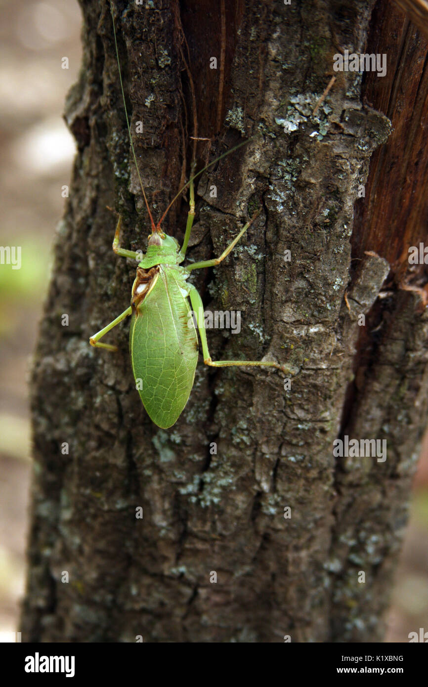 Leaf katydids hi-res stock photography and images - Alamy