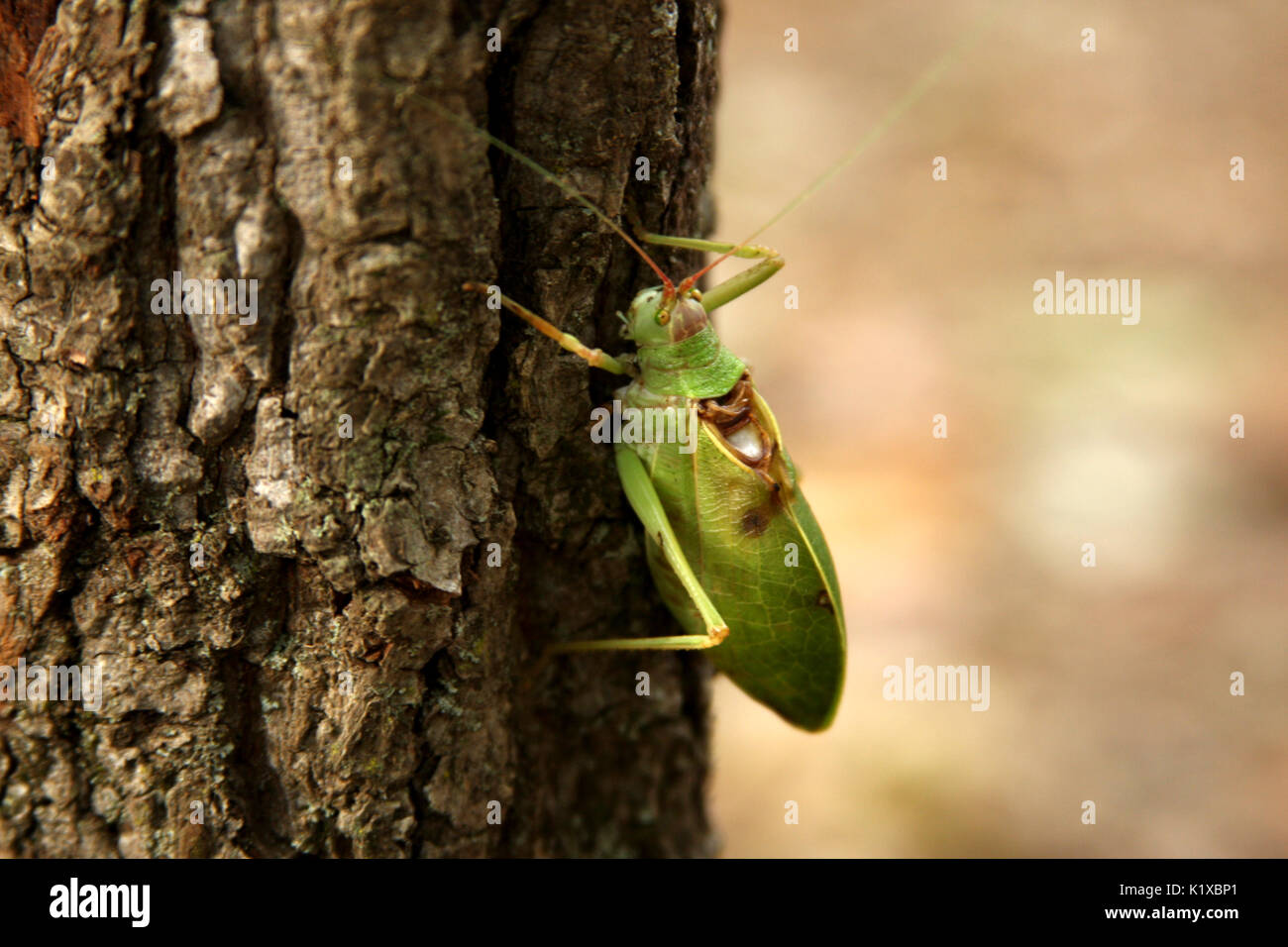 Leaf katydids hi-res stock photography and images - Alamy