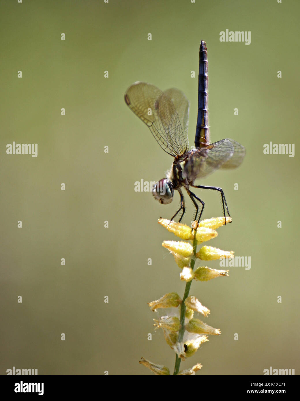 Colicroot hi-res stock photography and images - Alamy