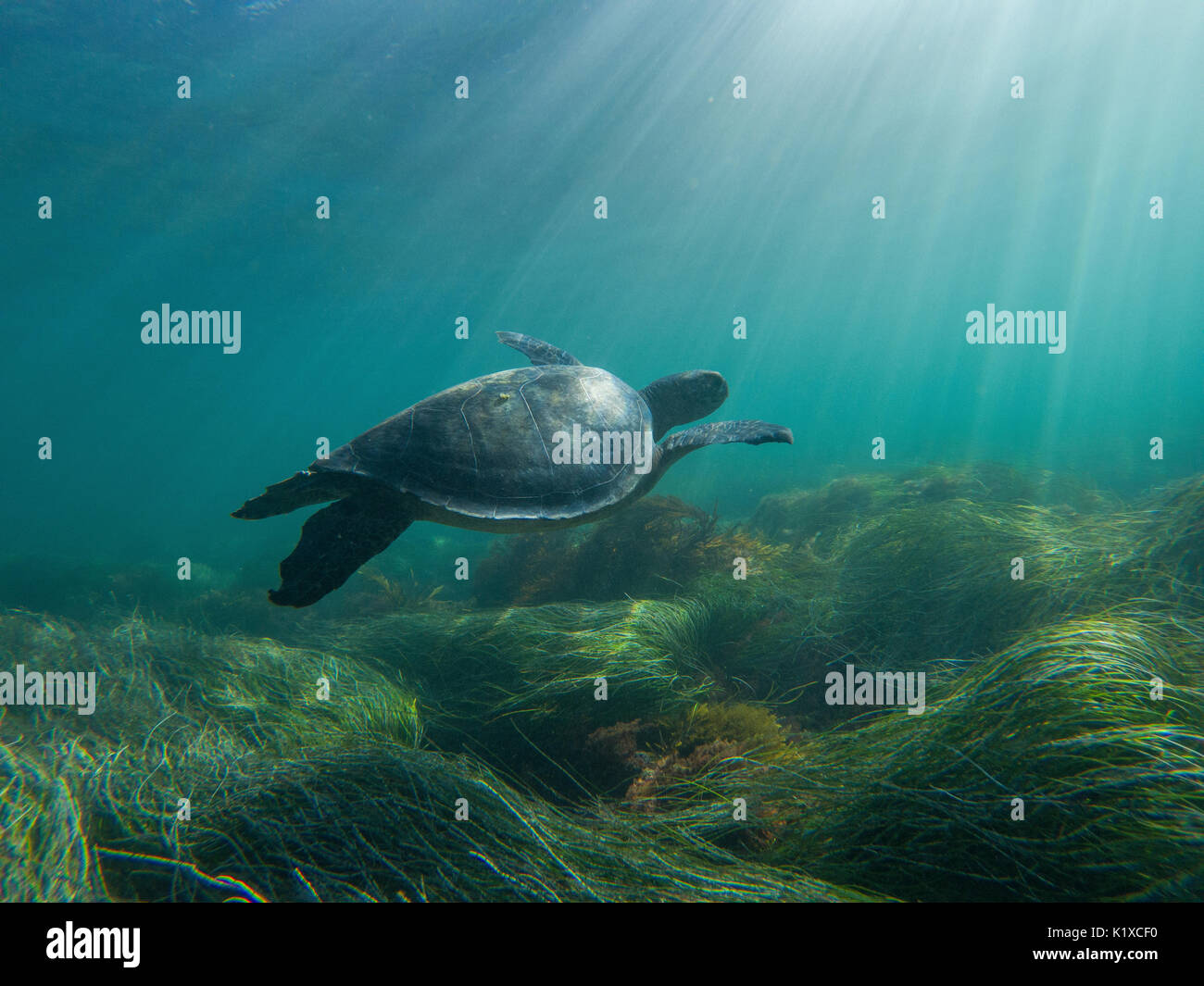 La Jolla Sea Turtle Stock Photo - Alamy