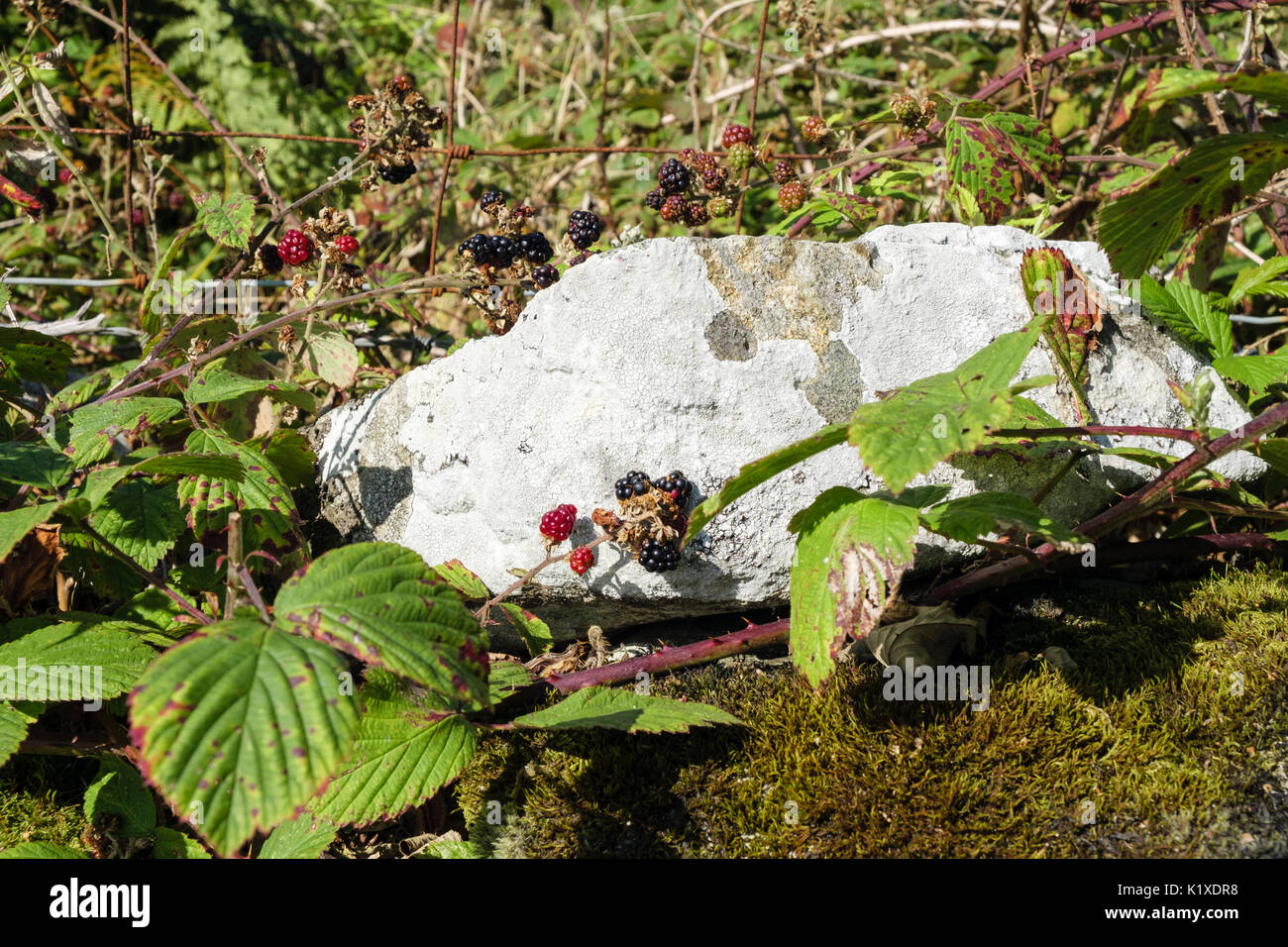 Wild Blackberries (Rubus fruticosus) growing in a hedgerow wall in late ...