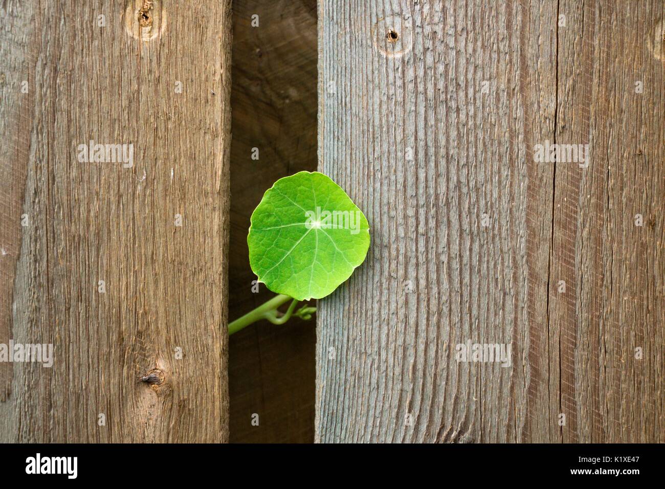 A small green leaf on the background of a brown wood texture Stock ...