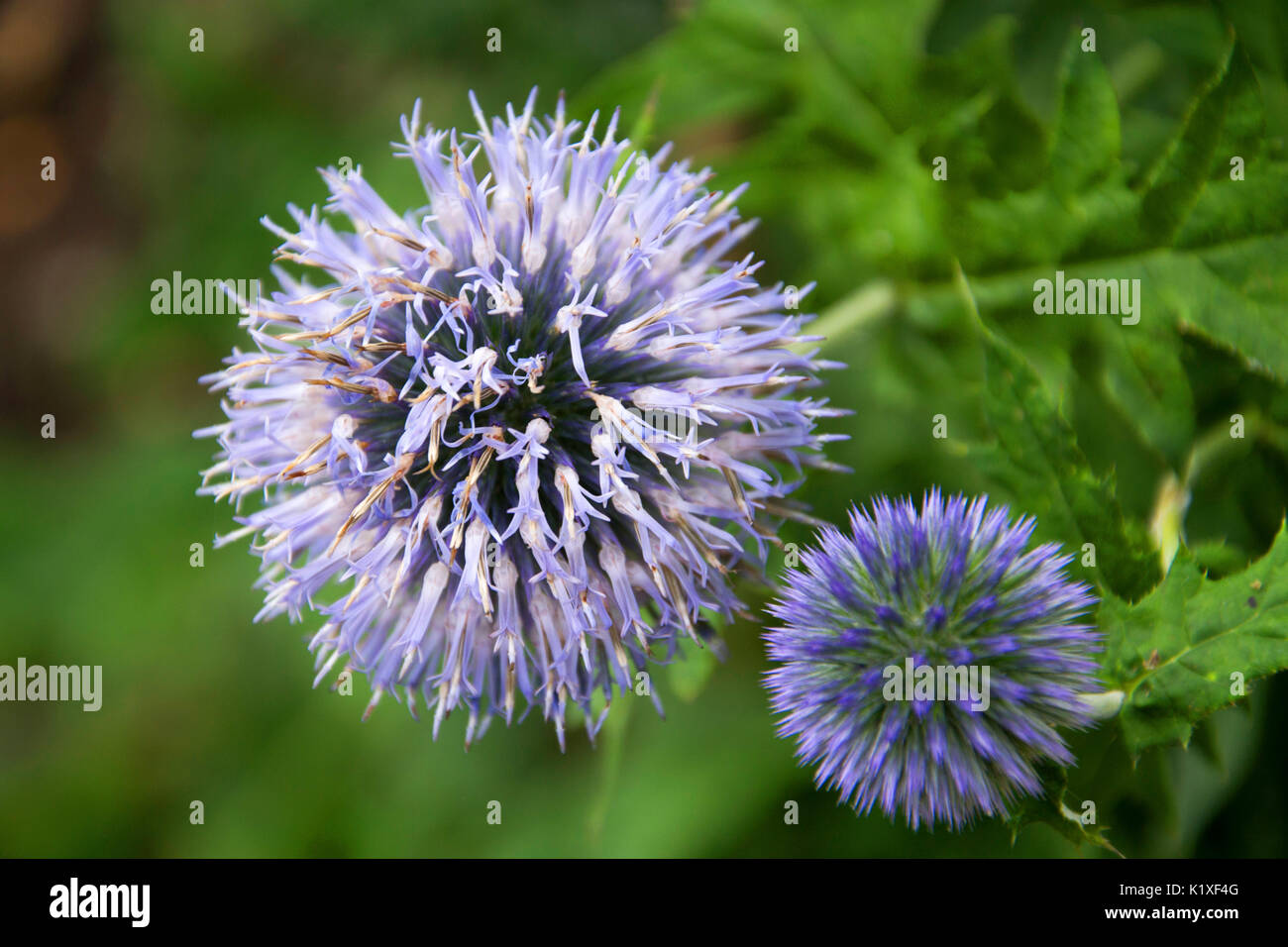 beautiful echinops ritro Stock Photo - Alamy
