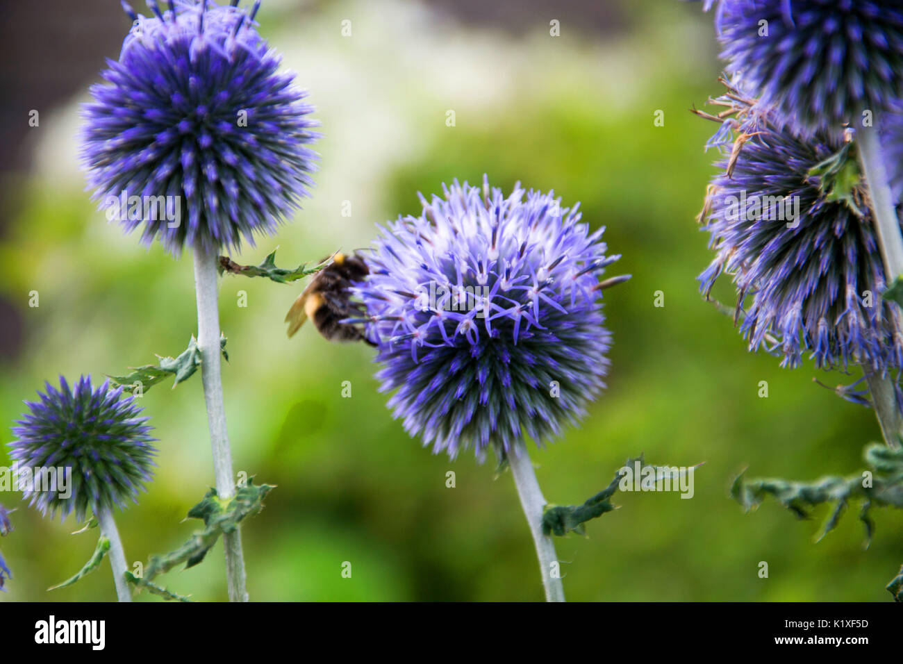 Beautiful echinops hi-res stock photography and images - Alamy