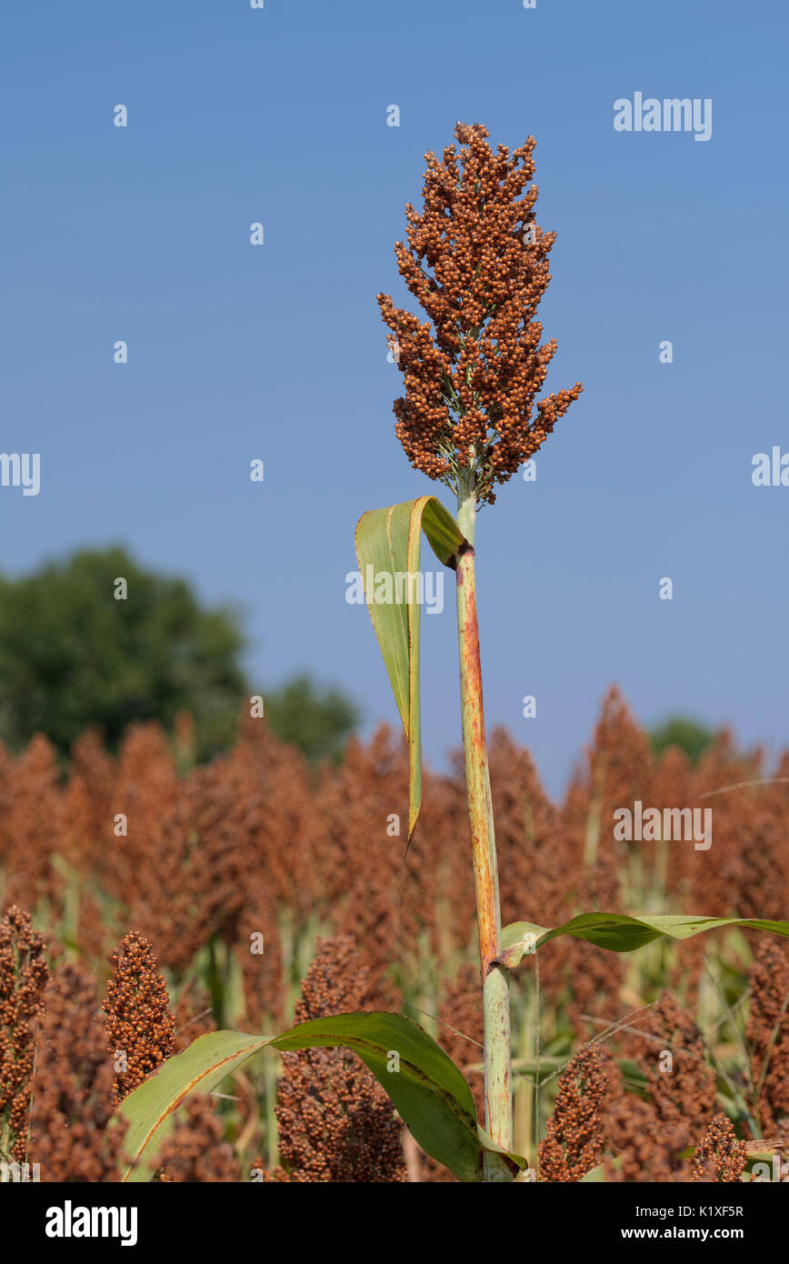 Sorghum crop hi-res stock photography and images - Alamy