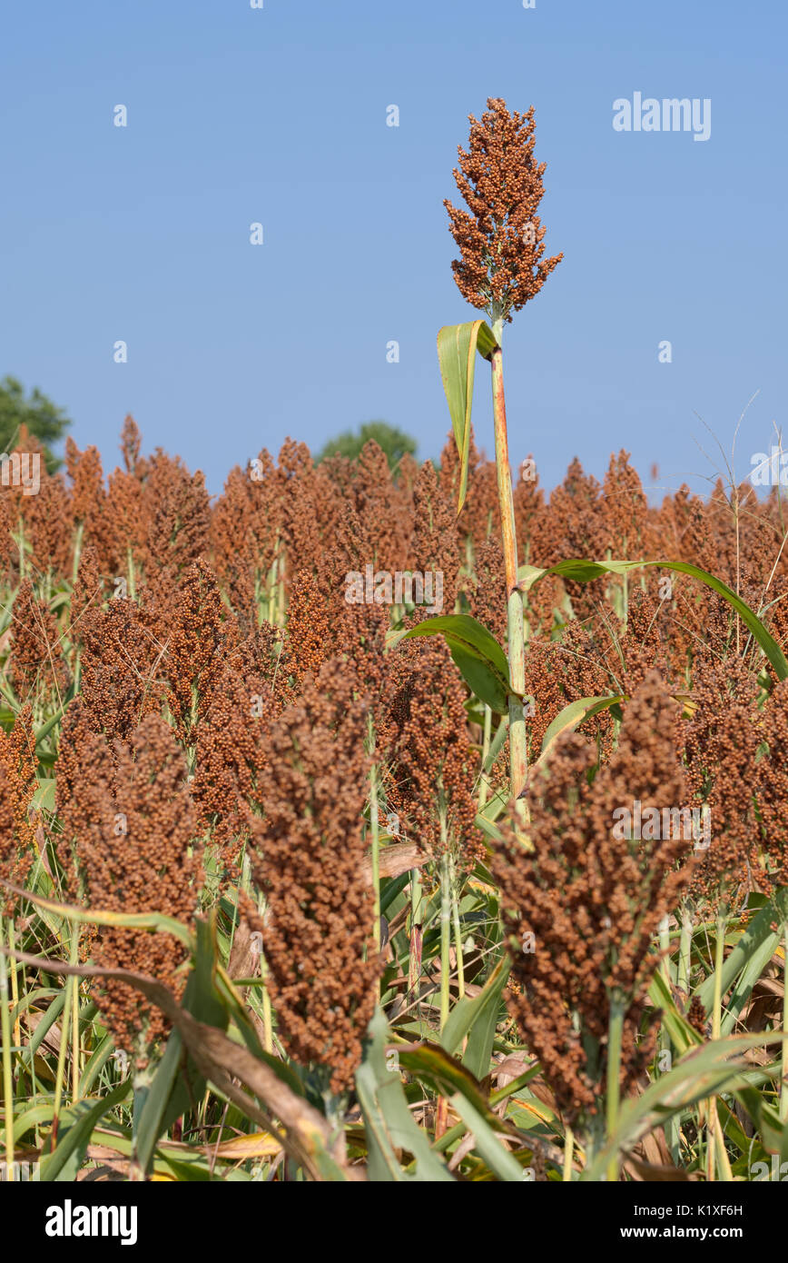 Sorghum crop on North Caroloina Farm Stock Photo - Alamy