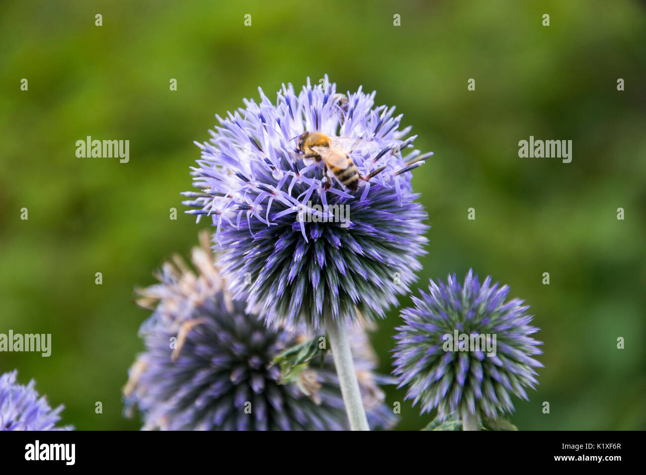 beautiful echinops ritro Stock Photo - Alamy
