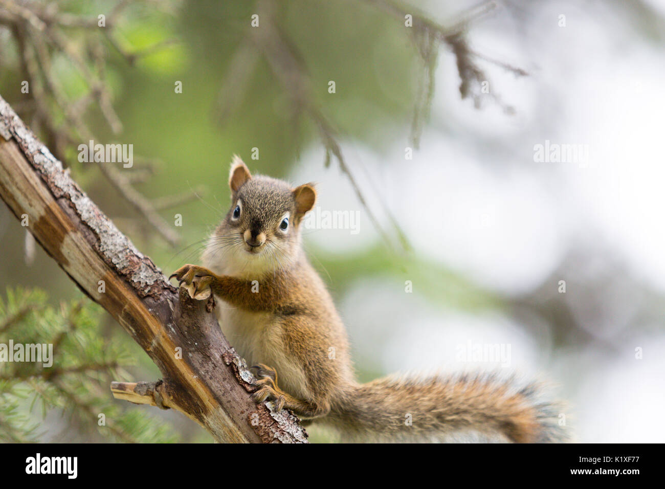 American Red Sqirrel, Tamiasciurus hudsonicus, Eagle River, Anchorage ...
