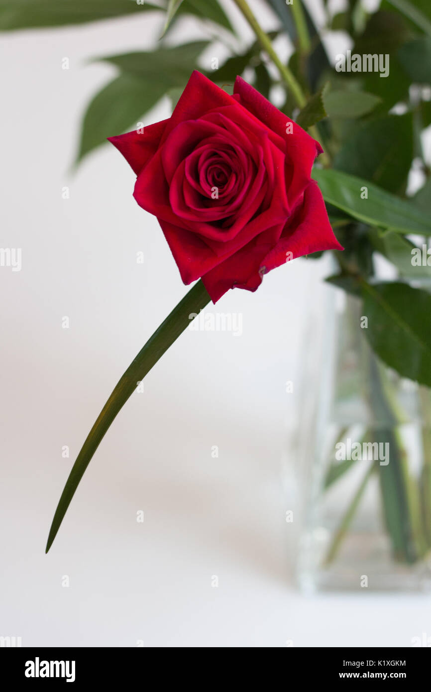 Long Stem Red Rose Floral Display Stock Photo - Alamy