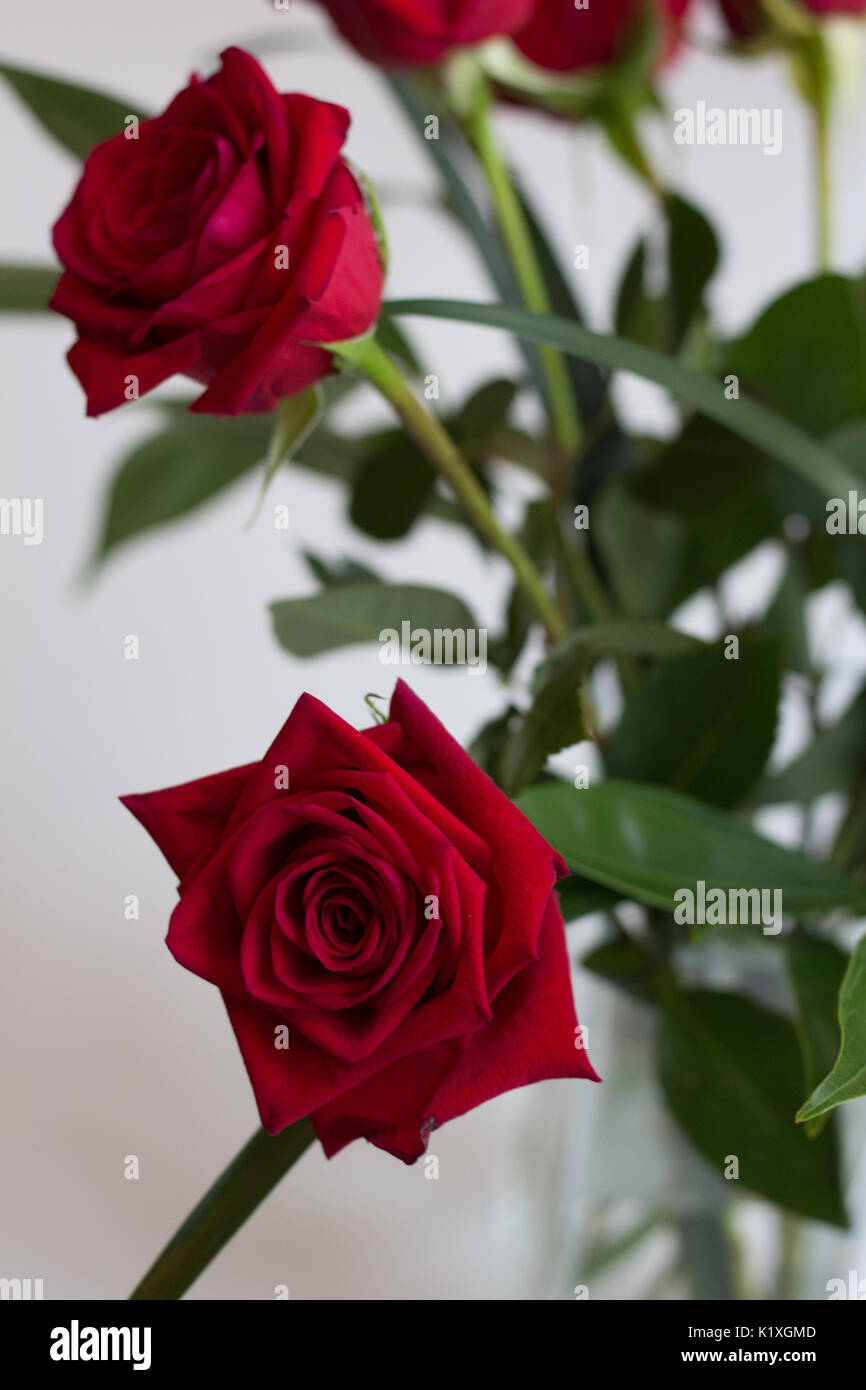 Long Stem Red Rose Floral Display Stock Photo - Alamy