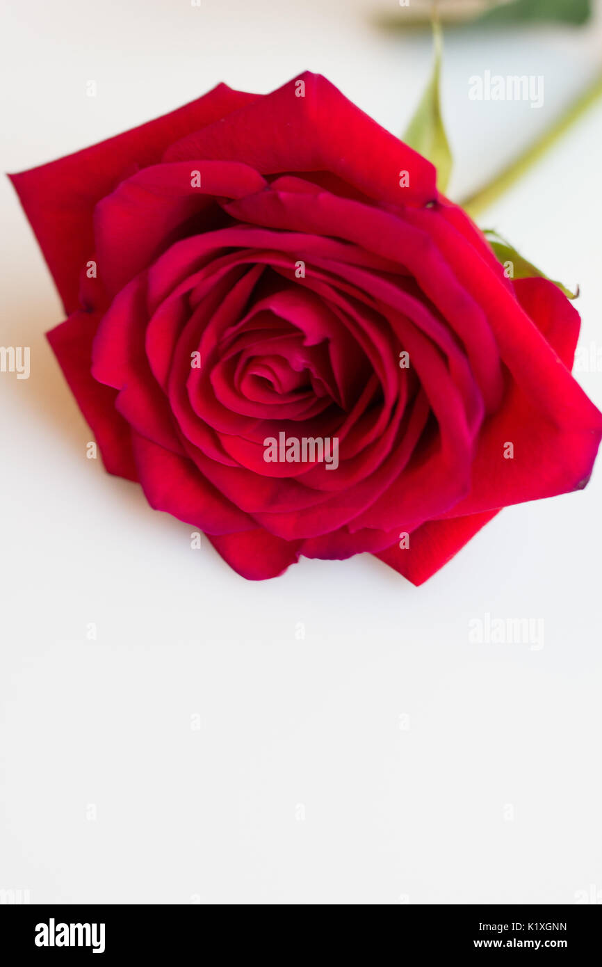 Long Stem Red Rose Floral Display Stock Photo - Alamy
