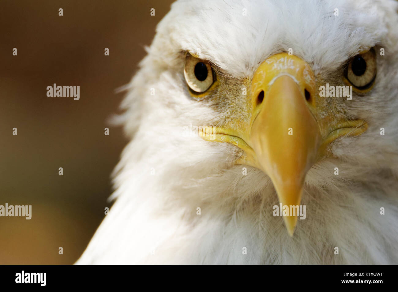 Bald Eagle , Raptor, Bird of Prey, Wildlife Photography Stock Photo - Alamy