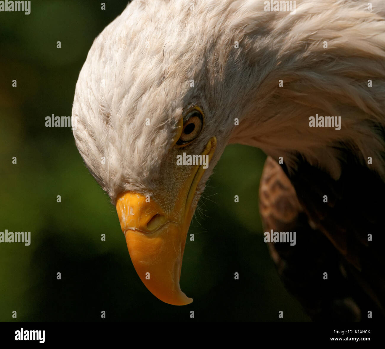 Raptor bird hi-res stock photography and images - Alamy