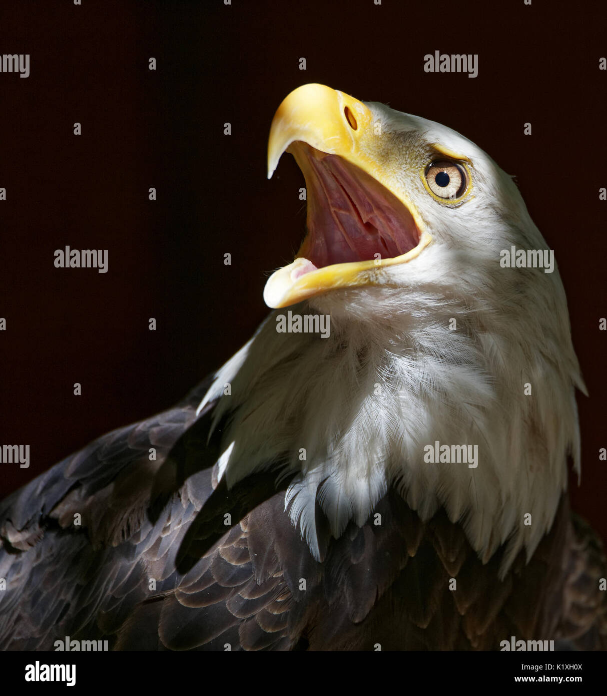 Bald Eagle , Raptor, Bird of Prey, Wildlife Photography Stock Photo - Alamy