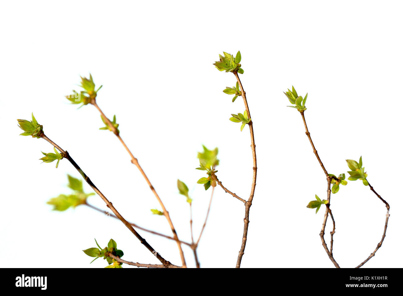 Tree Budding Map at David Laramie blog