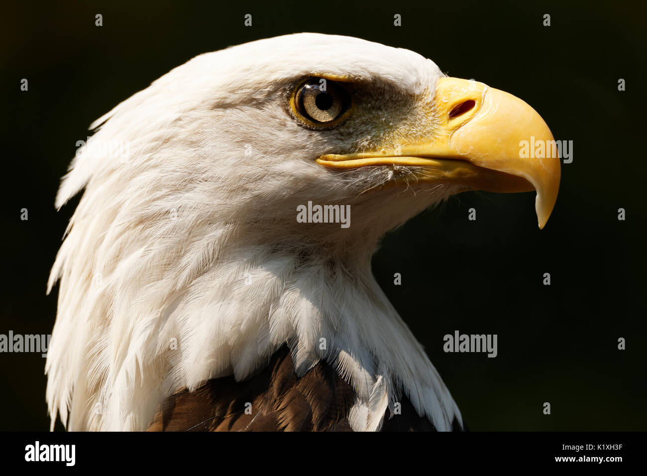 Bald Eagle , Raptor, Bird of Prey, Wildlife Photography Stock Photo - Alamy