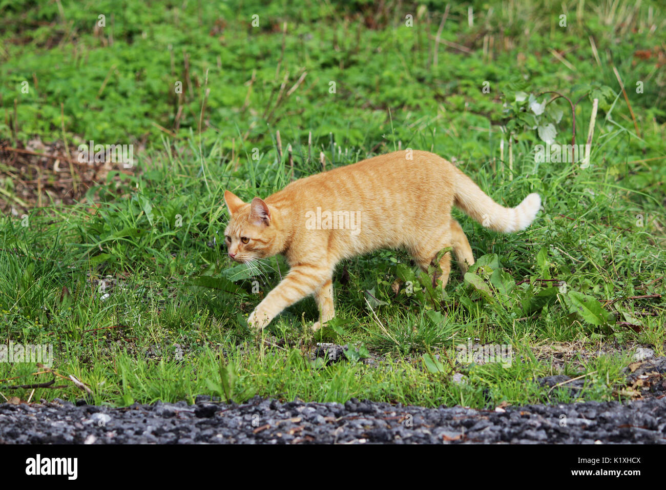 Bricktop hi-res stock photography and images - Alamy