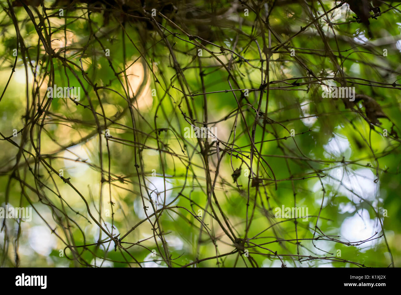 Vines intertwine in a woodland area Stock Photo - Alamy