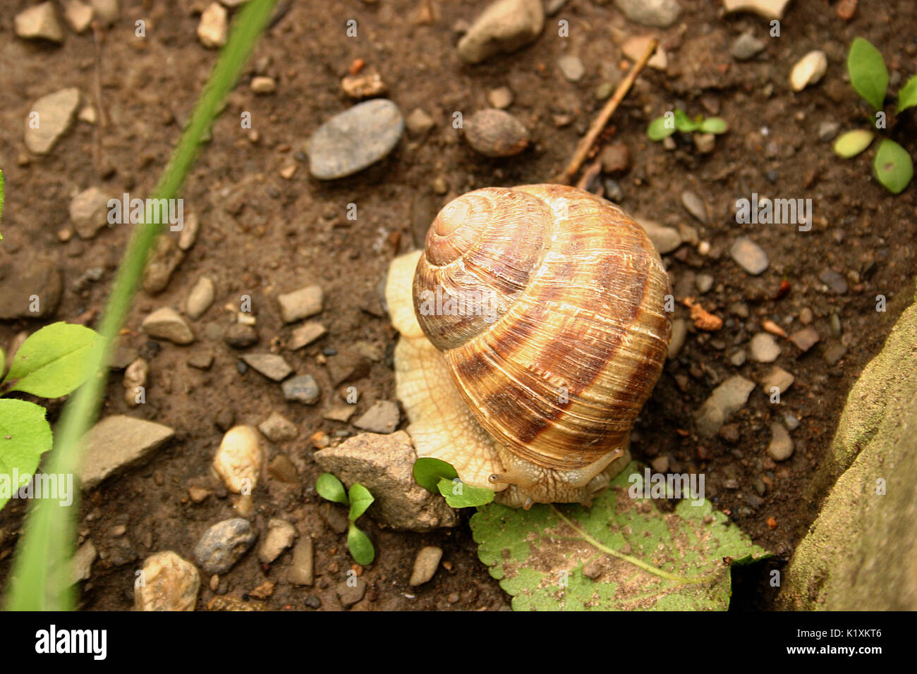Large garden snail in Europe Stock Photo - Alamy