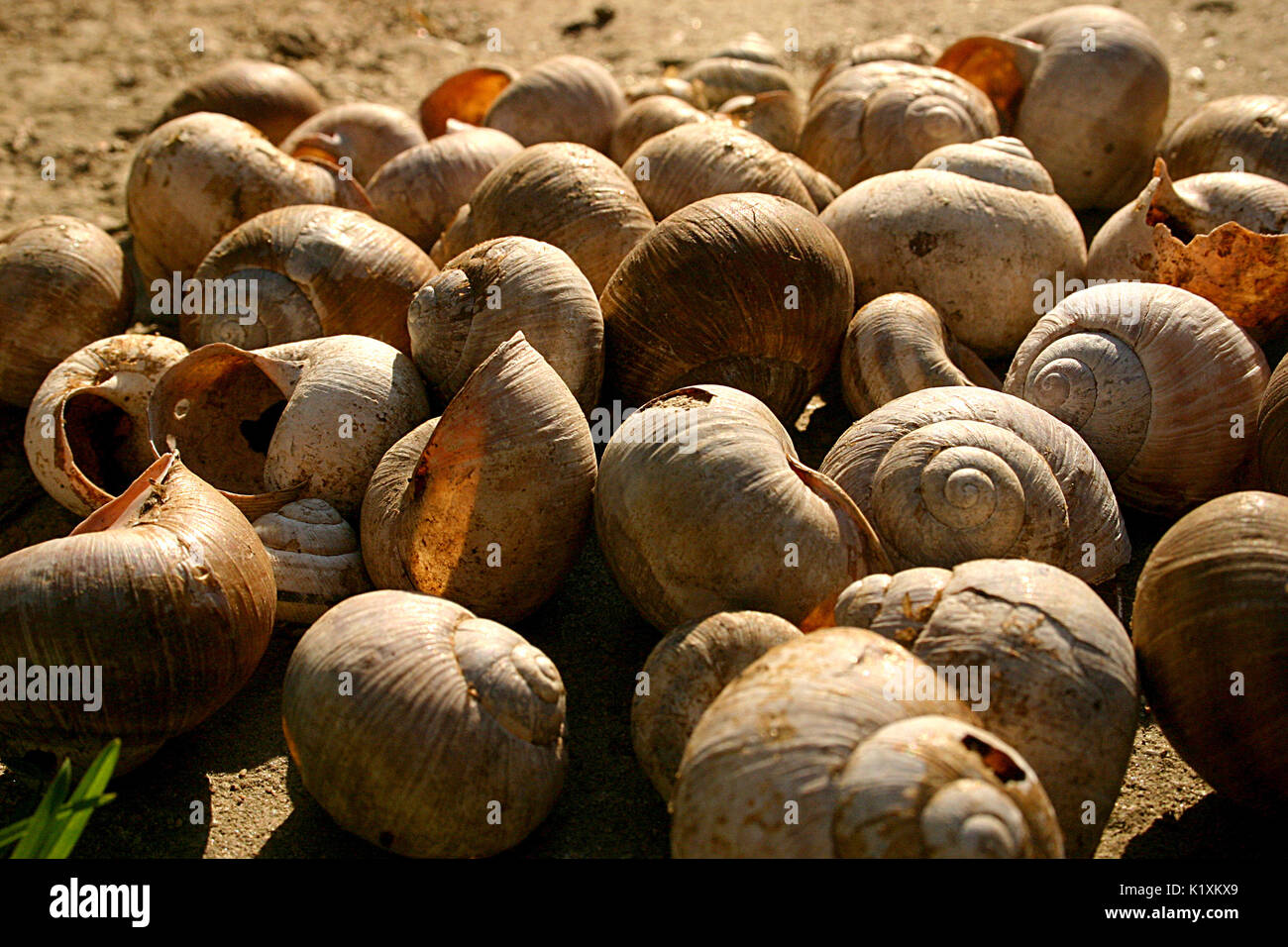 Empty snail shells hi-res stock photography and images - Alamy