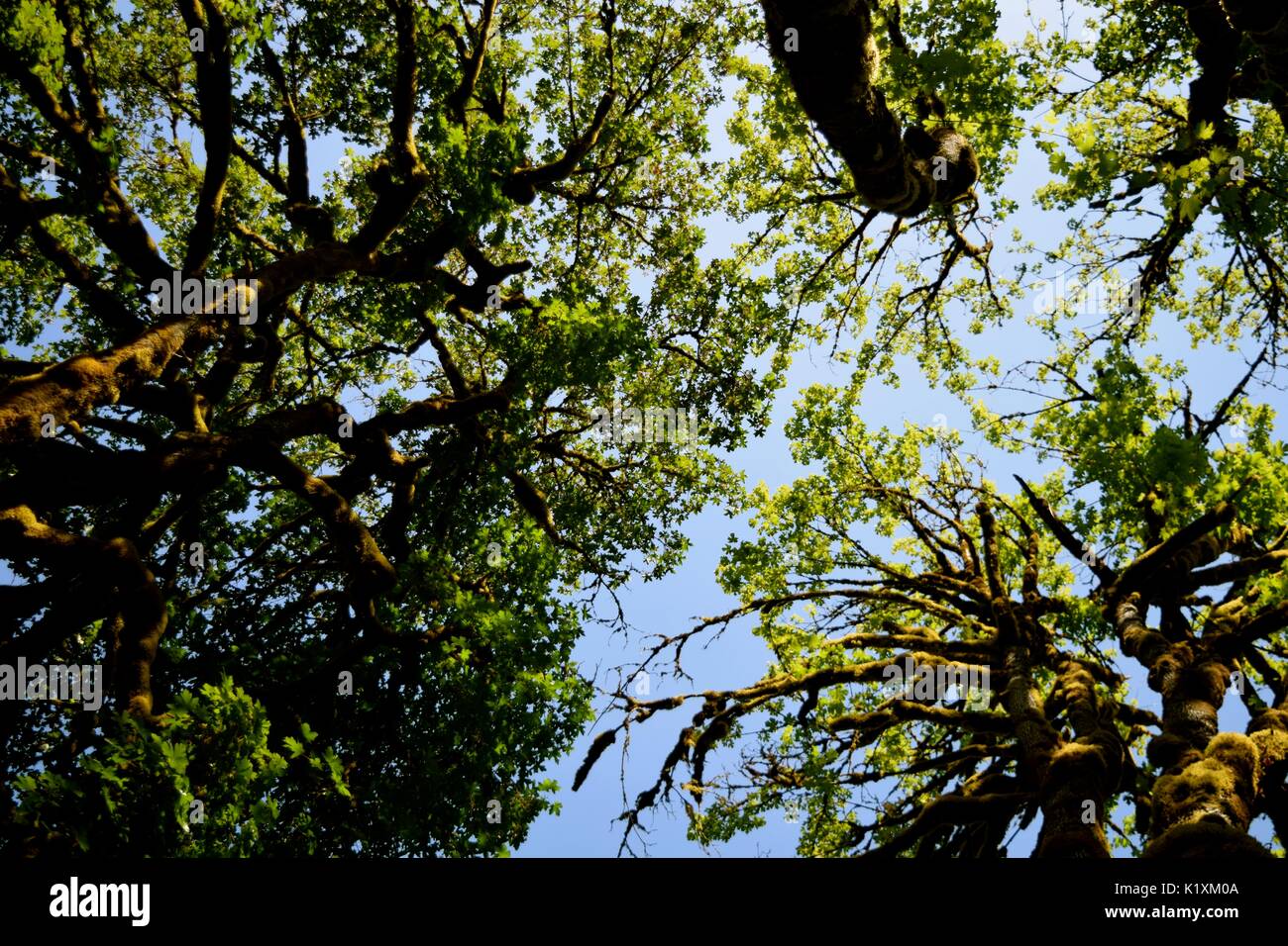 Relaxing nap under a canopy of tall trees and feeling in harmony with ...