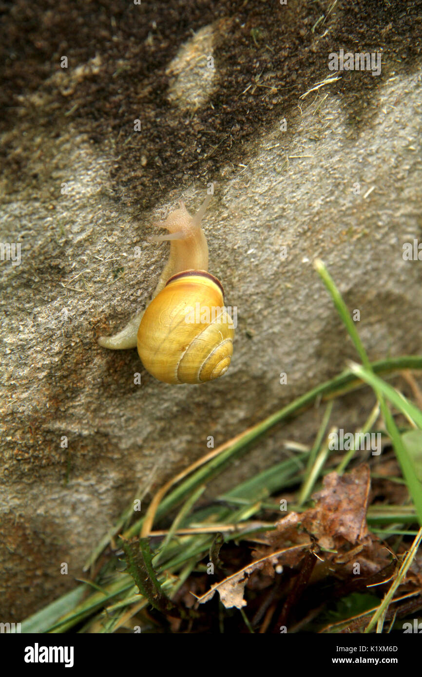 Group of various-sized snails crawling on a rock Stock Photo - Alamy