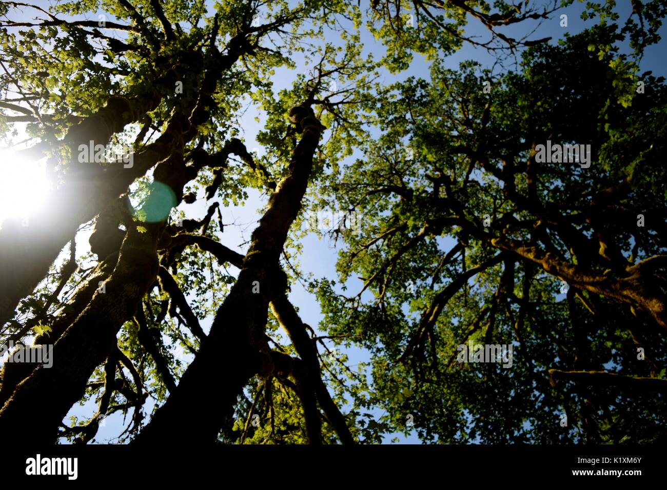 Relaxing nap under a canopy of tall trees and feeling in harmony with ...