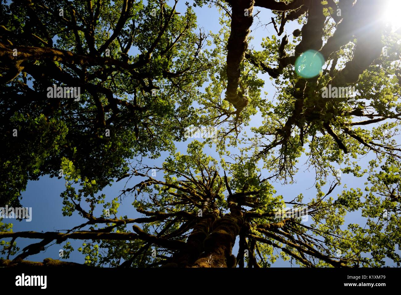 Relaxing trees hi-res stock photography and images - Alamy