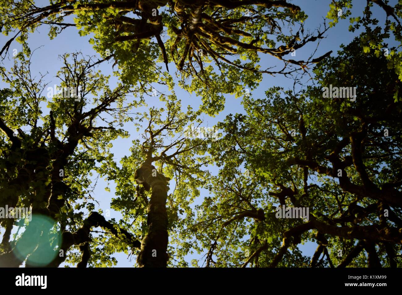 Relaxing nap under a canopy of tall trees and feeling in harmony with ...