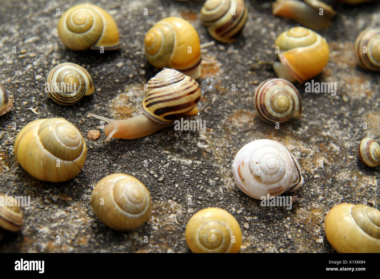 Group of various-sized snails crawling on a rock Stock Photo - Alamy