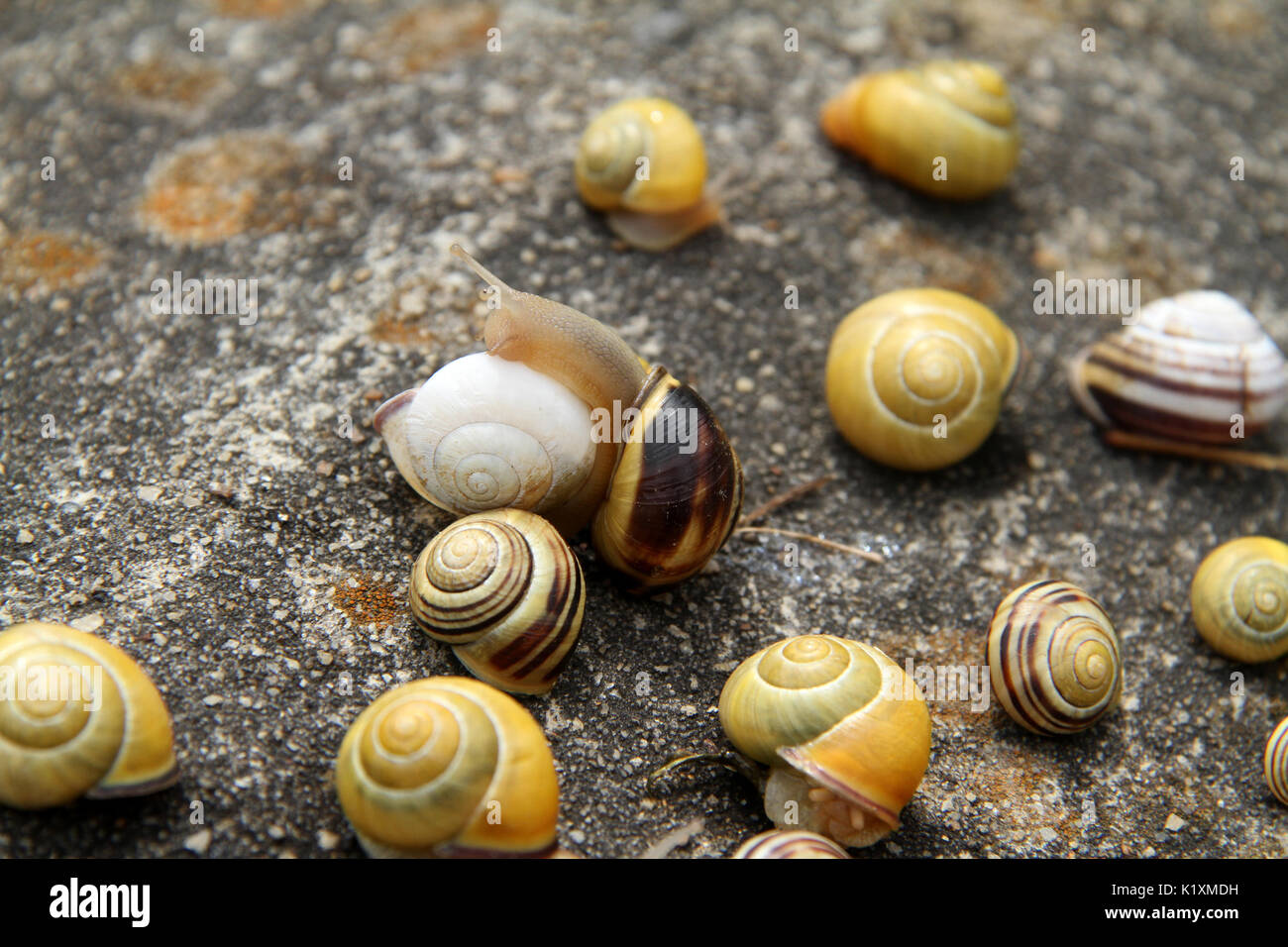 Group of various-sized snails crawling on a rock Stock Photo - Alamy