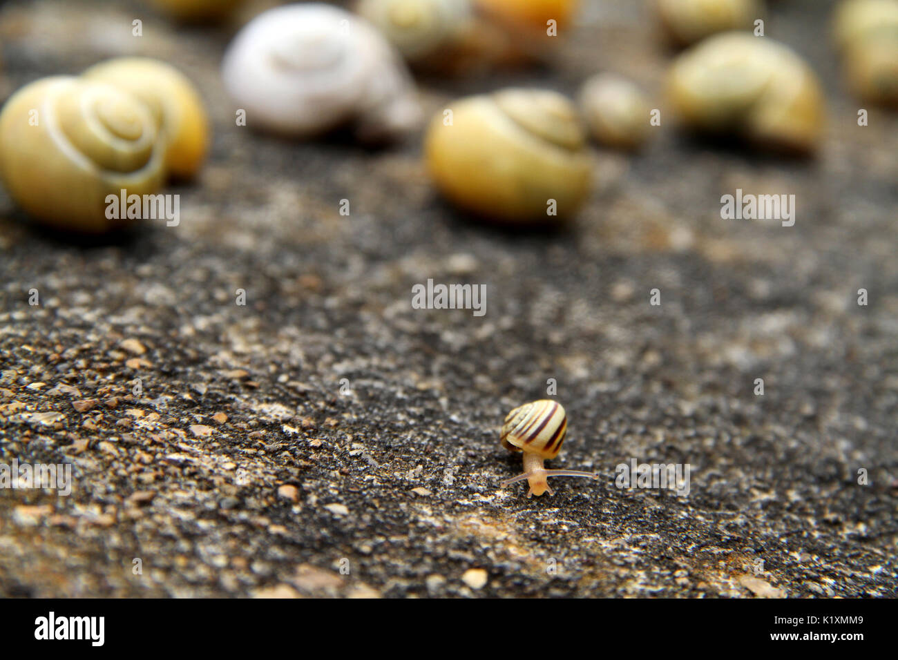 Group of various-sized snails crawling on a rock Stock Photo - Alamy