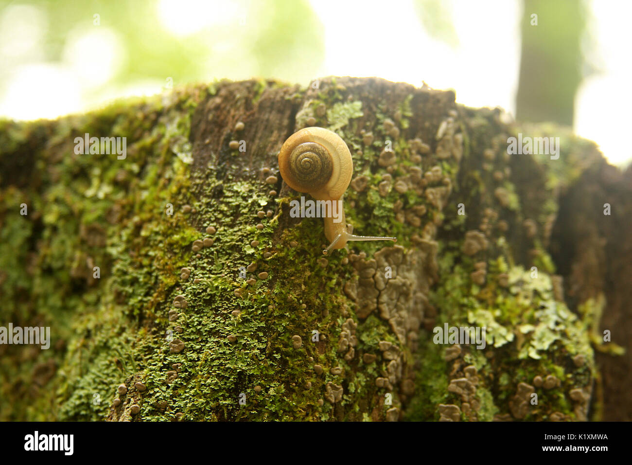 Cute snail crawling on tree in the woods Stock Photo - Alamy