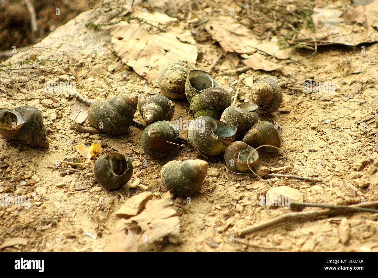 Empty snail shells Stock Photo - Alamy