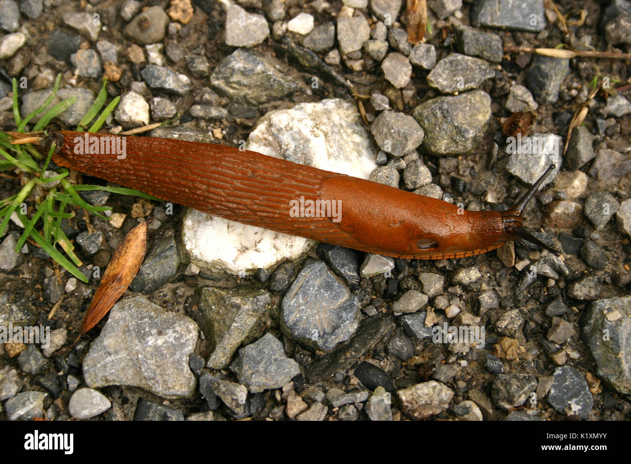 Slug with house hi-res stock photography and images - Alamy