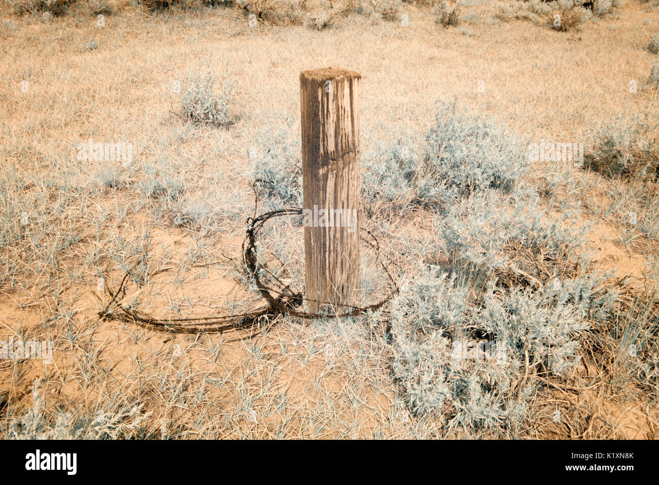Barbed wire wrapped around wooden pole in shrub brush of Sierra Nevade ...