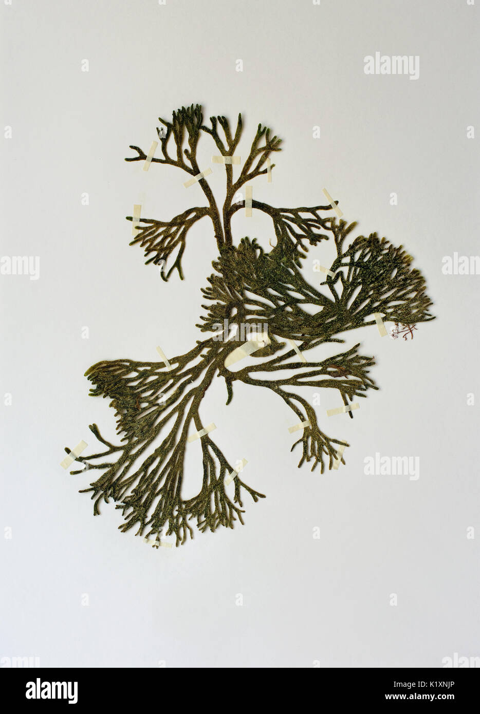 A herbarium sheet with green Algae from Tyrrhenian sea Stock Photo - Alamy