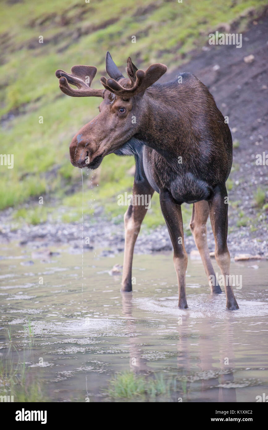 Canadian Moose High Resolution Stock Photography and Images - Alamy