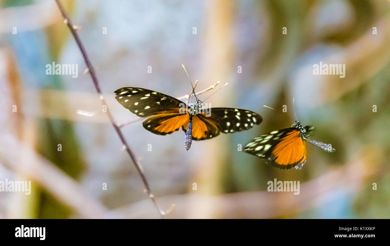 Beautiful flying insect hi-res stock photography and images - Alamy