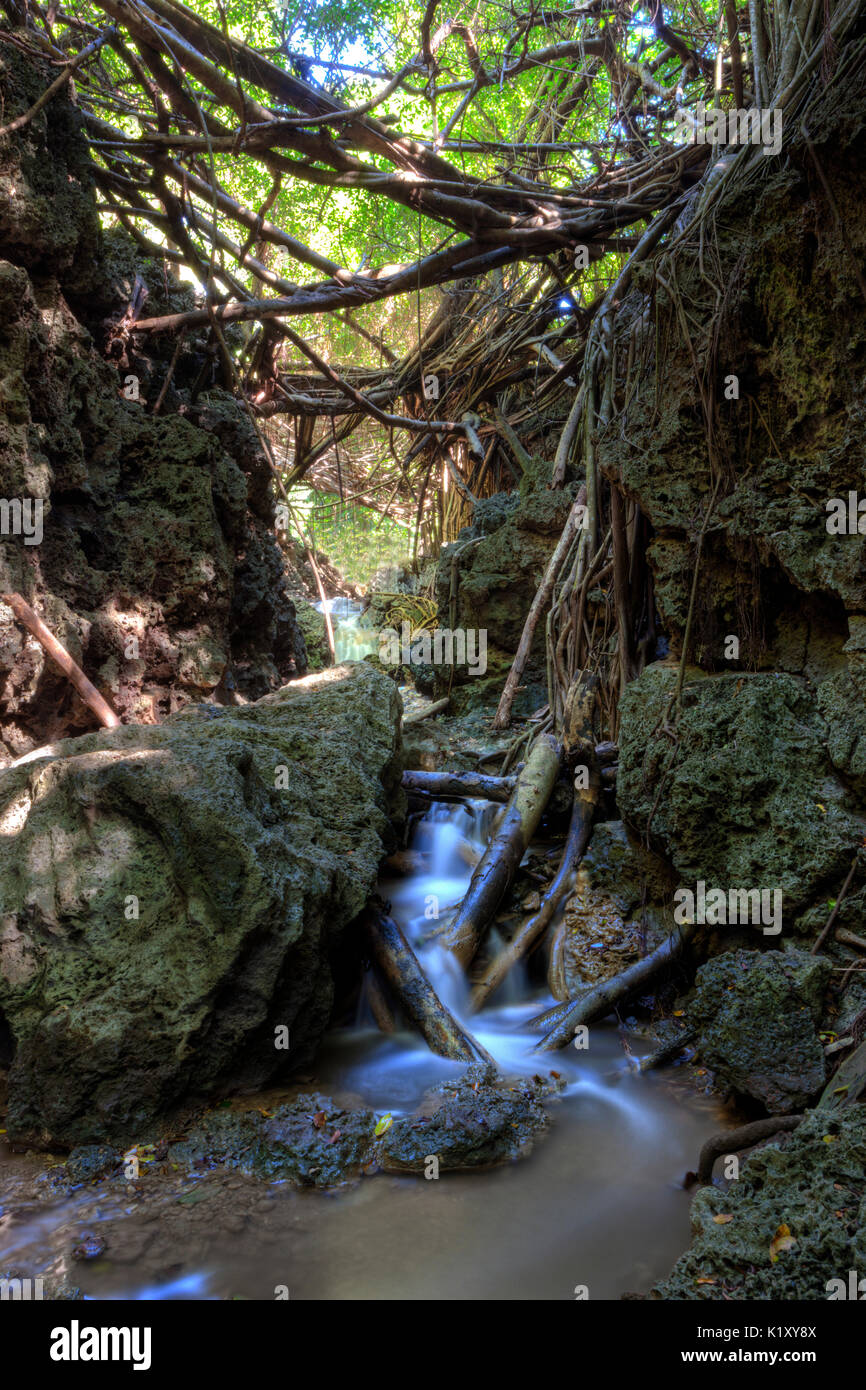 Andersons Dale Trail, Christmas Island, Australia Stock Photo - Alamy