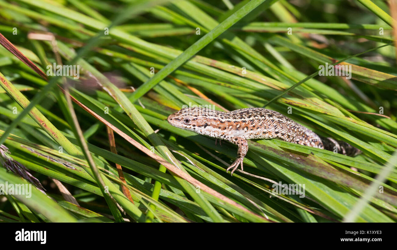 viviparous lizard sunbathing Stock Photo - Alamy