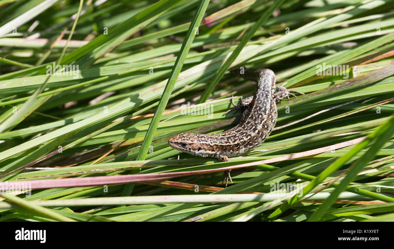 viviparous lizard sunbathing Stock Photo - Alamy
