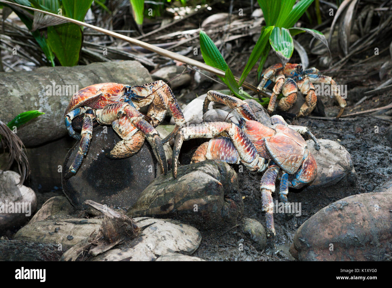 Group of Robber Crab, Birgus latro, Christmas Island, Australia Stock ...