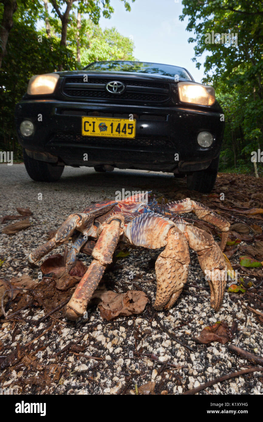 Robber Crab crosses Road, Birgus latro, Christmas Island, Australia ...