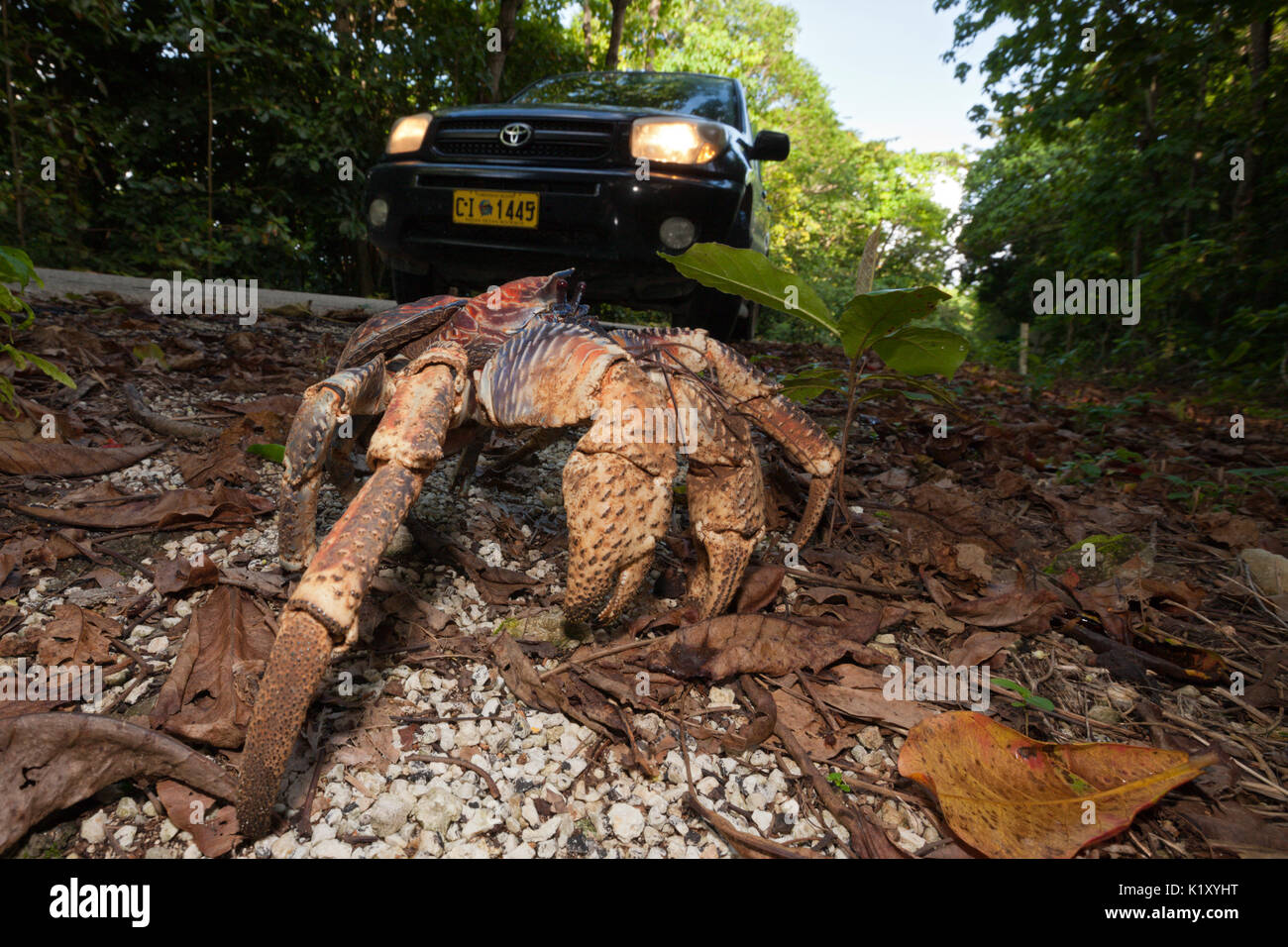 Robber Crab crosses Road, Birgus latro, Christmas Island, Australia ...