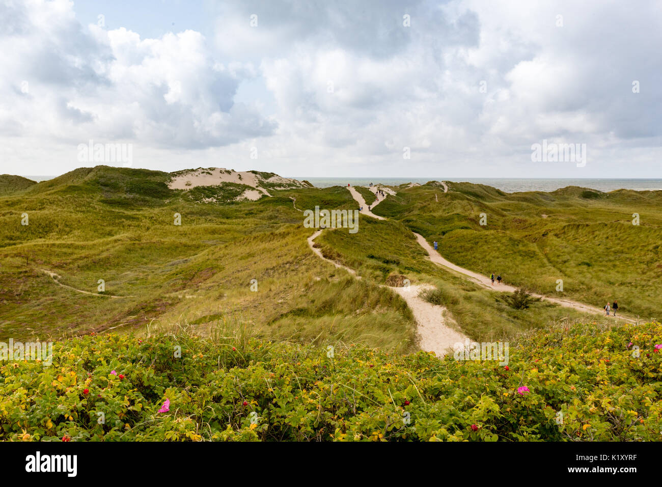 dunes of the northern sea at the west coast of denmark Stock Photo - Alamy