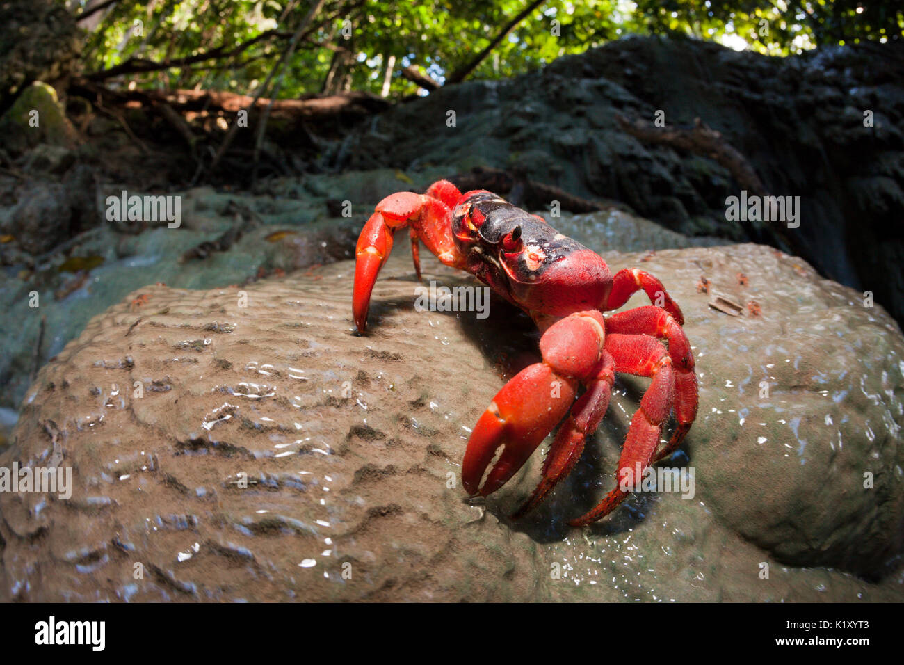 Christmas Island Red Crab at Hughes Dale Waterfall, Gecarcoidea natalis ...