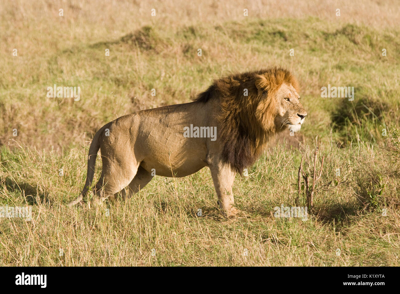 Male Lion standing up. Masai Mara, Kenya Stock Photo - Alamy