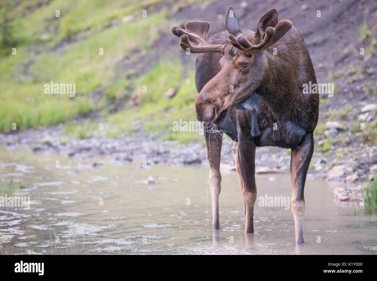 Canadian moose hi-res stock photography and images - Alamy