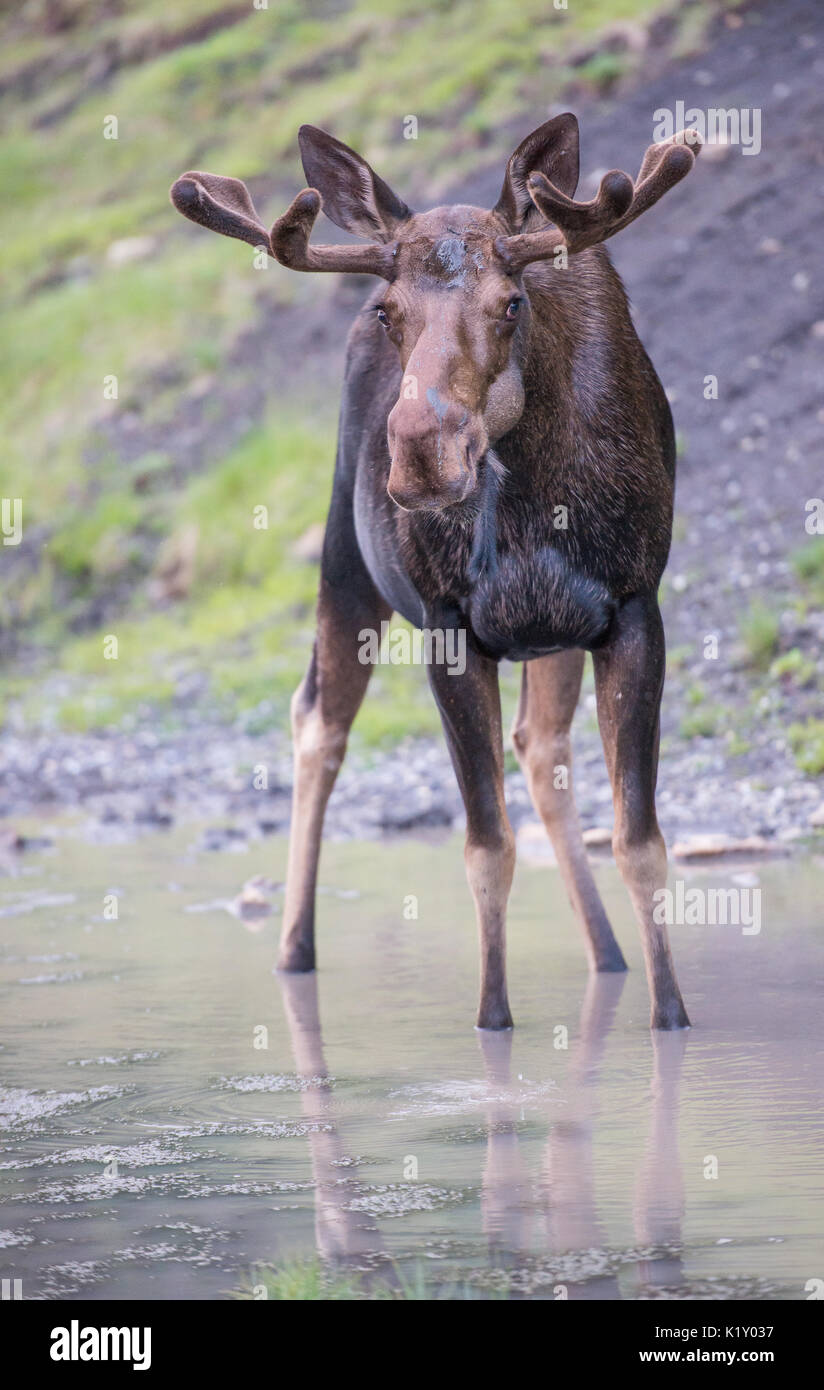 Canadian Moose High Resolution Stock Photography and Images - Alamy